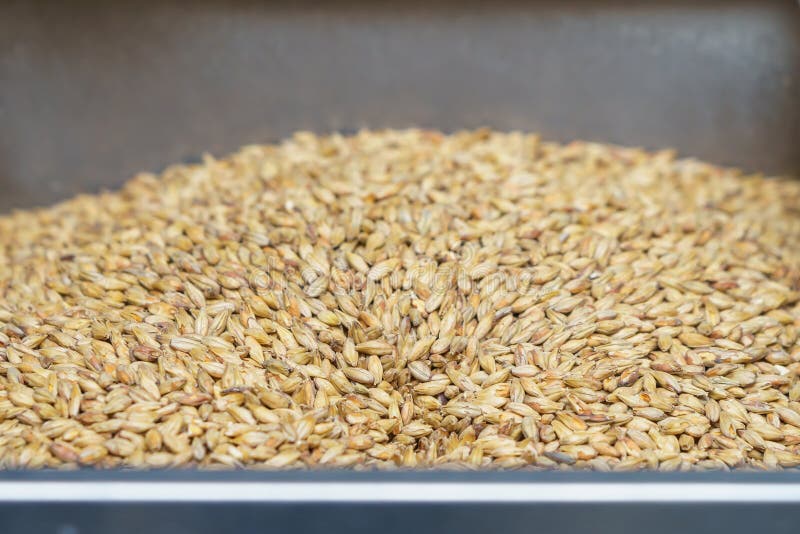 Munich Brewing Barley Malt. Background with Selective Focus and Copy ...