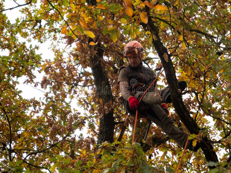 A tree climber editorial stock photo. Image of environment - 118426393