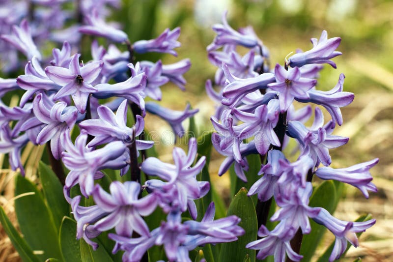 Growing Hyacinths Flowers in Spring in the Park Stock Image - Image of ...