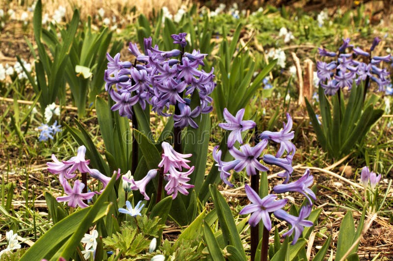 Growing Hyacinths Flowers in Spring in the Park Stock Image - Image of ...