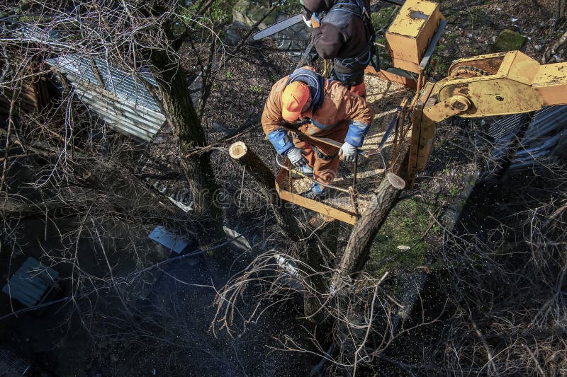 Municipal Service Workers Stand with a Chainsaw in Crane Basket and ...