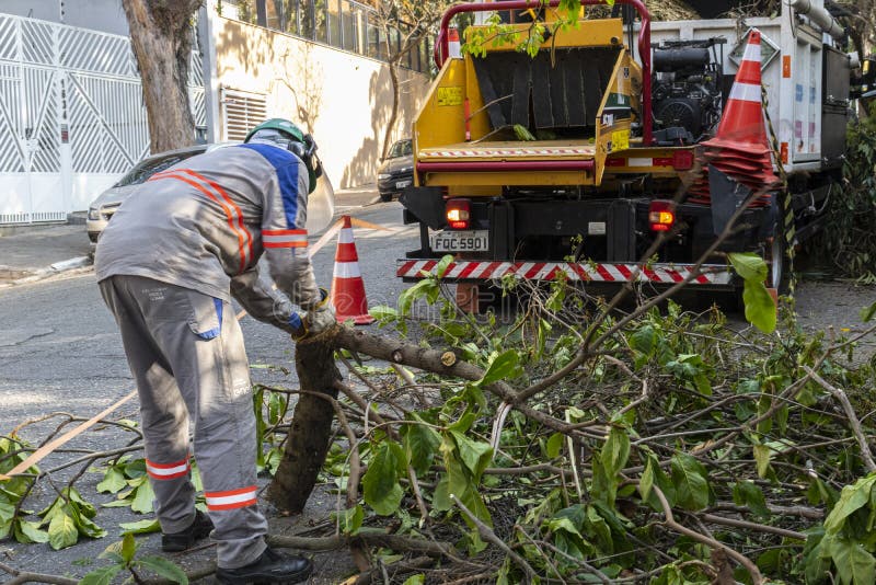 Municipality Workers Take the Pruning of Tree Removal Editorial Photo ...