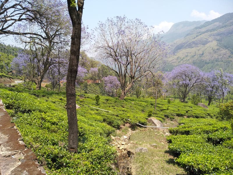 Munnar stock photo. Image of treesand, beautiful, munnar - 121909038