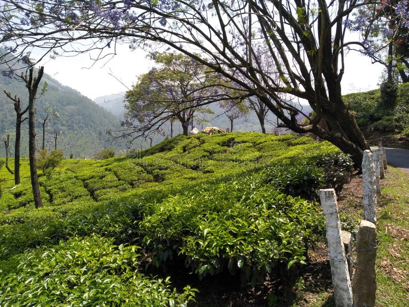 Munnar stock image. Image of munnar, nature, beautiful - 121909007