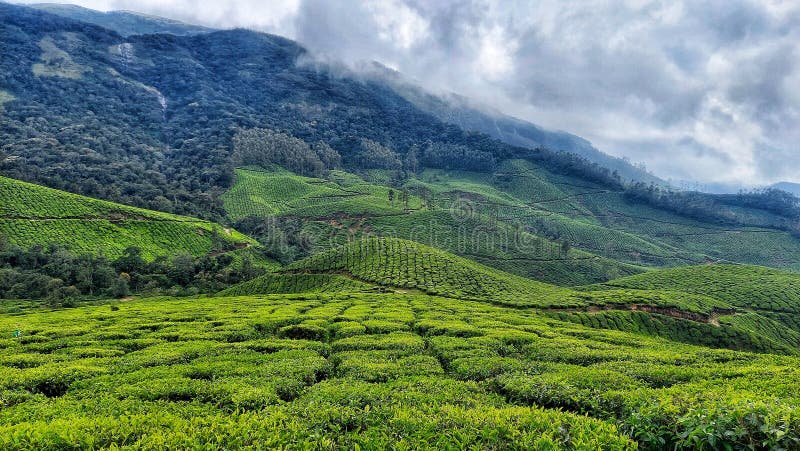 Munnar kerala stock photo. Image of forest, agriculture - 260495826