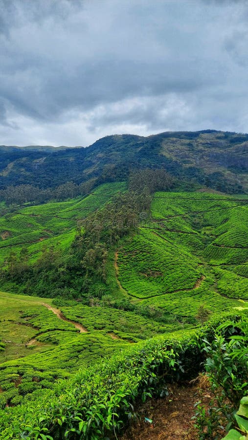 Munnar kerala stock photo. Image of plateau, field, plantation - 260495890
