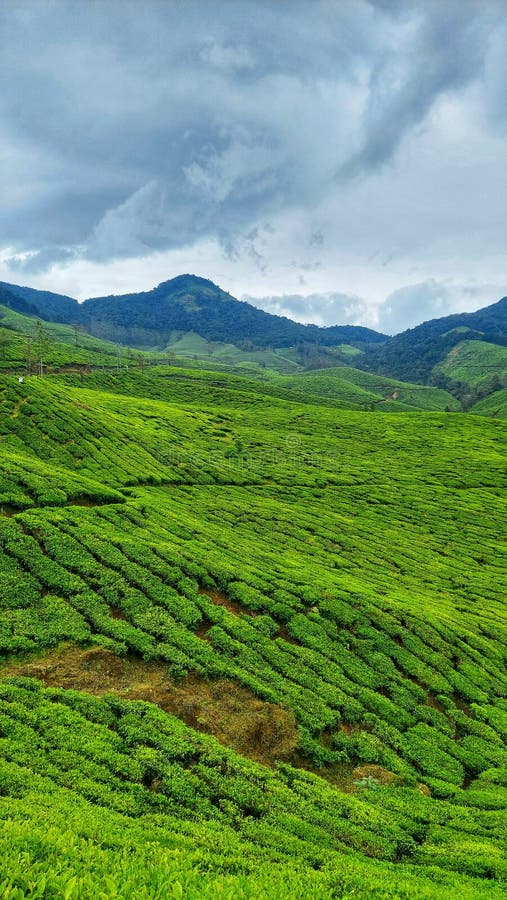 Munnar kerala stock image. Image of valley, field, meadow - 260495919