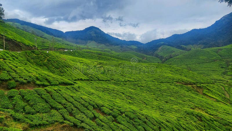 Munnar kerala stock image. Image of flower, nature, mountain - 260495957