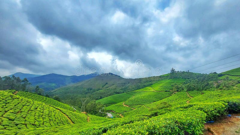 Munnar kerala stock image. Image of flower, valley, landscape - 260496077
