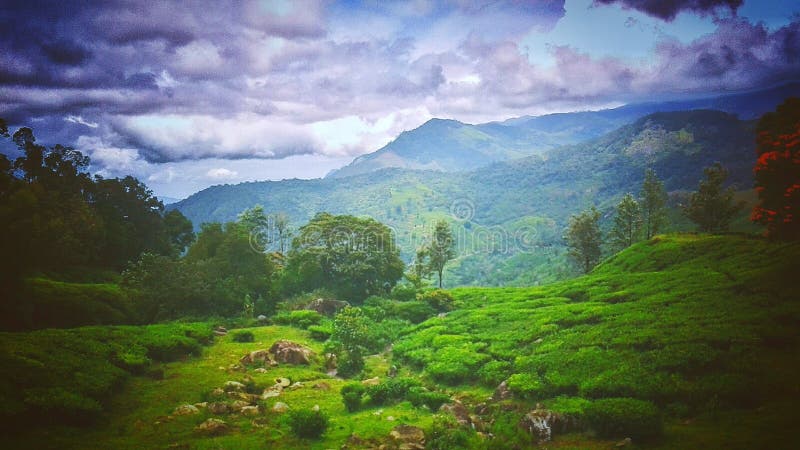 In Munnar Nature stock image. Image of munnar, morning - 31359127