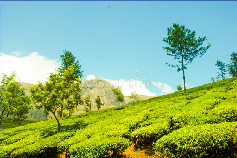 Munnar tea stock image. Image of travelling, beauty - 126103211