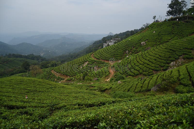 Munnar tea estates, Kerala stock image. Image of india - 117302807