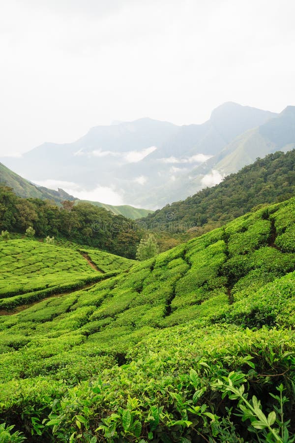 Munnar tea fields stock image. Image of nature, hill - 41867101