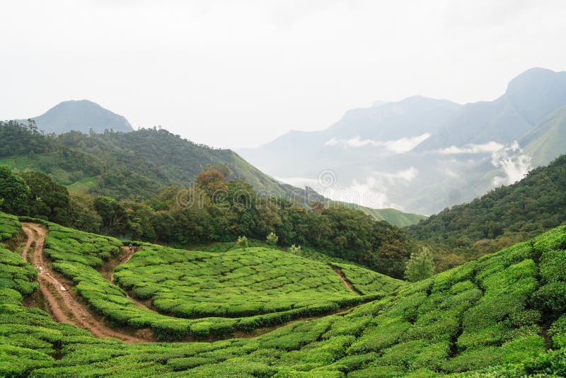 Munnar tea fields stock photo. Image of mist, hill, highland - 41867840