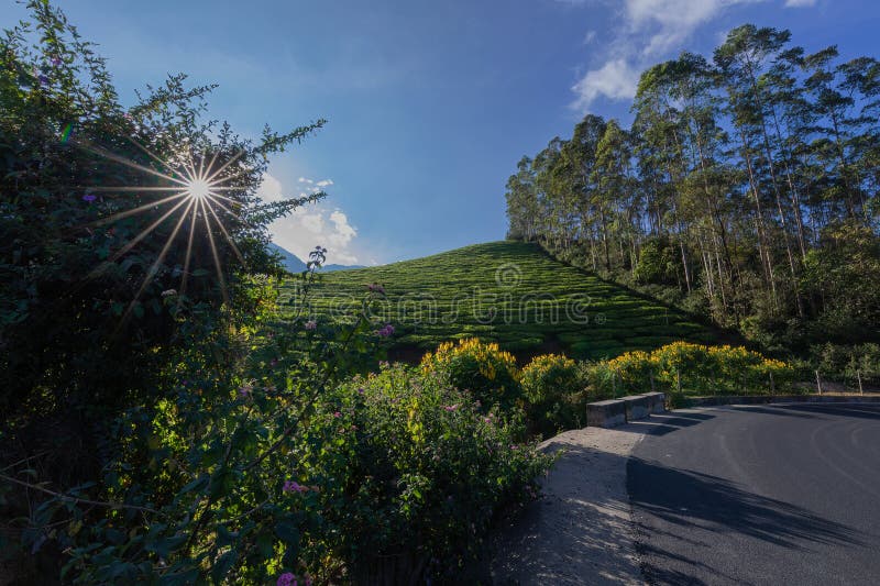 Munnar Tea Garden View from the Roadside Stock Image - Image of tree ...