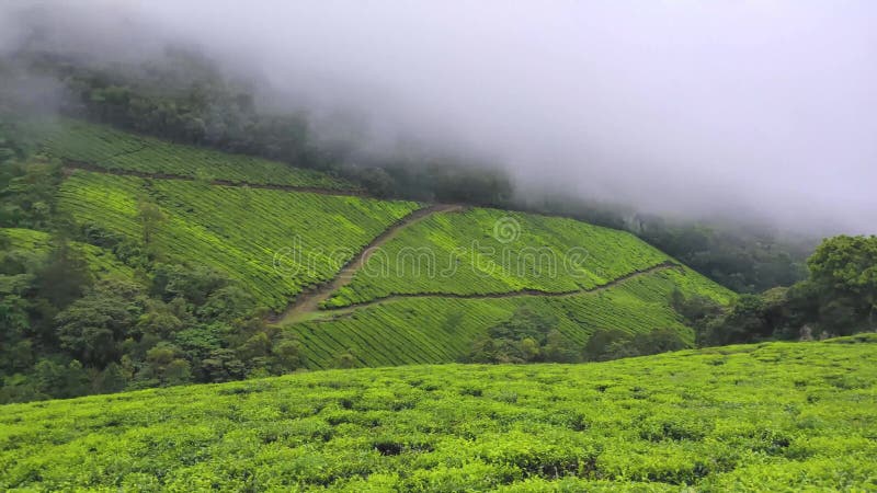 Munnar Tea Plantation. Best Tea Plants in Munnar, Kerala, India Stock ...