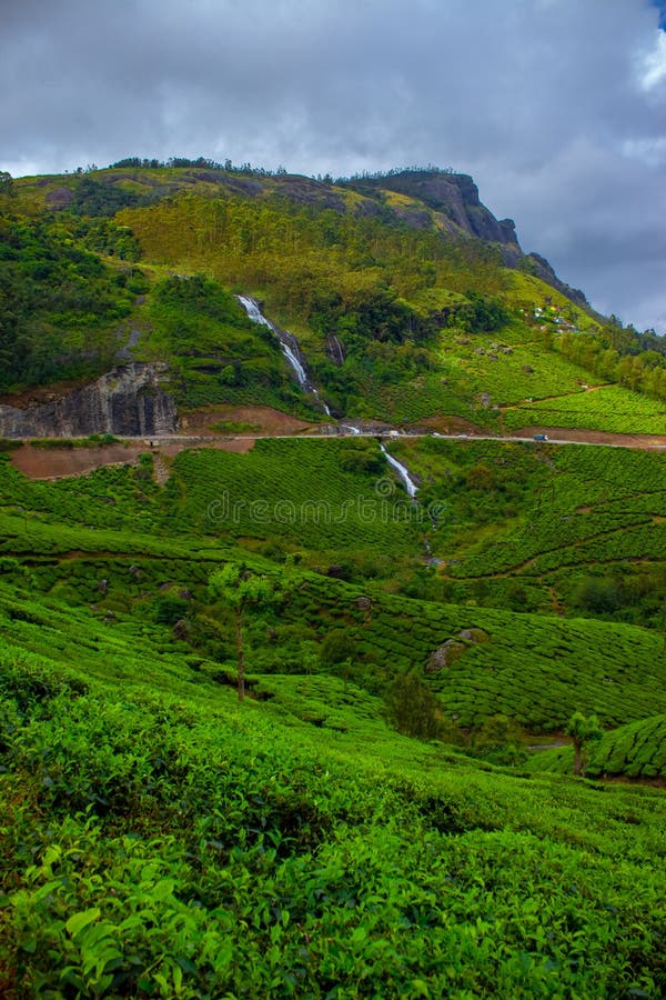 Munnar Tea Plantation. Best Tea Plants in Munnar, Kerala, India Stock ...
