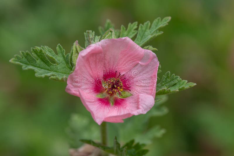 Munros Globemallow Sphaeralcea Munroana Flower Stock Photo - Image of ...