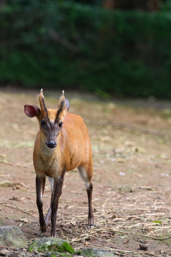 Common Muntjac stock photo. Image of common, cute, mammal - 14708110