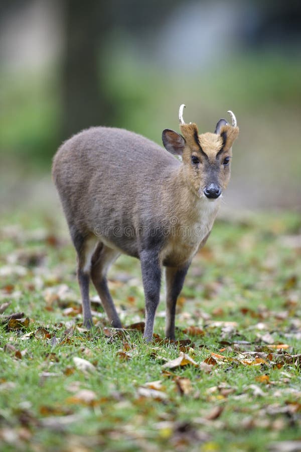 Muntjac, Reevesi De Muntiacus Image stock - Image du museau, cerfs ...