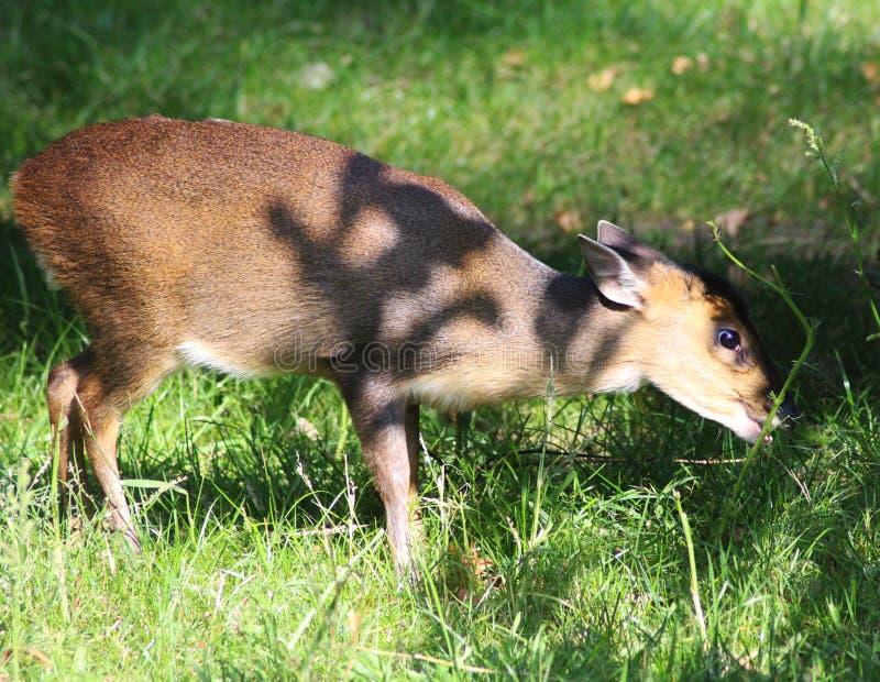 Muntjac De Reeves, Reevesi Del Muntiacus Imagen de archivo - Imagen de ...