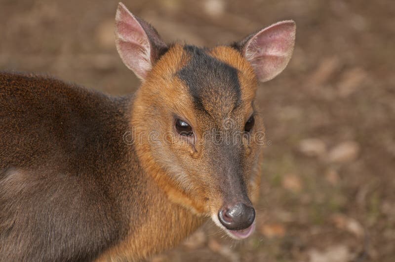 Muntjac stock image. Image of vertebrate, ungulate, mammal - 33847569