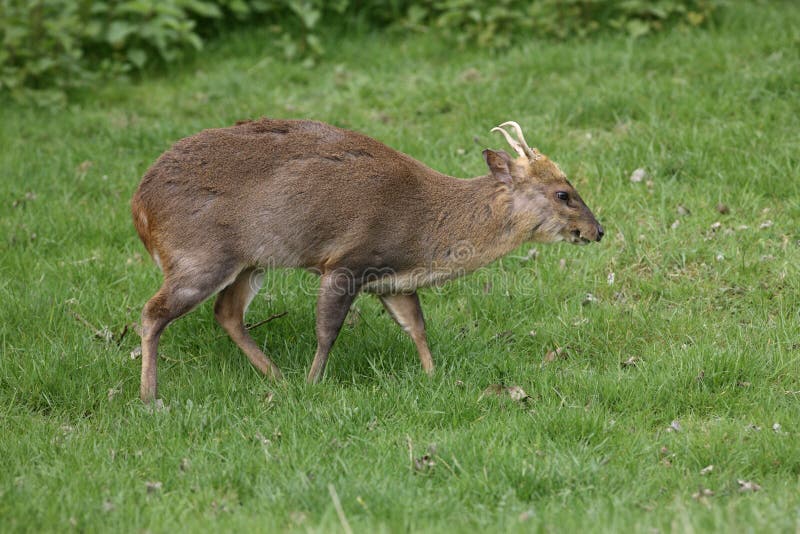 Muntjac, Muntiacus reevesi stock image. Image of woodland - 33179573