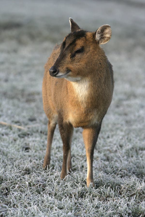 Muntjac, Muntiacus reevesi stock photo. Image of head - 32292444