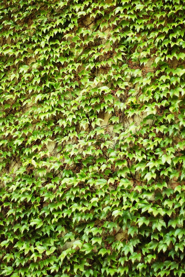 Mur Avec Les Feuilles Vertes De Lierre Photo stock - Image du fond ...