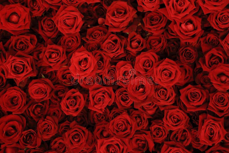 Roses Rouges Naturelles Fond, Mur De Fleurs Image stock - Image du ...