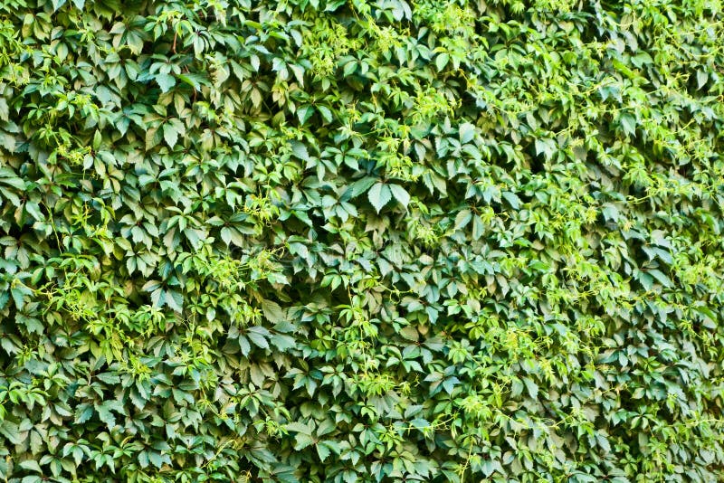 Mur de lierre. photo stock. Image du milieux, feuillage - 15052276