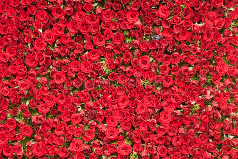 Mur des roses image stock. Image du festival, roman, centrale - 15725781