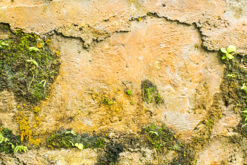 Mur En Pierre Avec La Verdure Texture Image stock - Image du brun ...