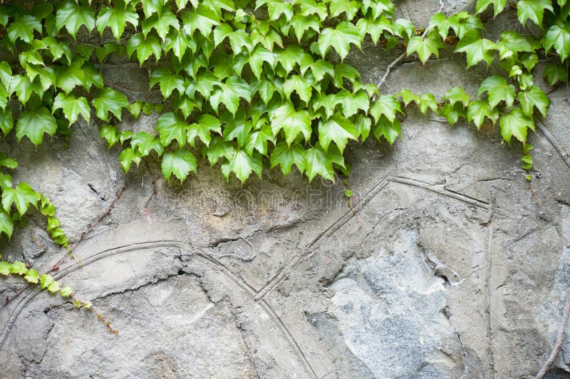 Mur en pierre et lierre photo stock. Image du grimpeur - 26031348