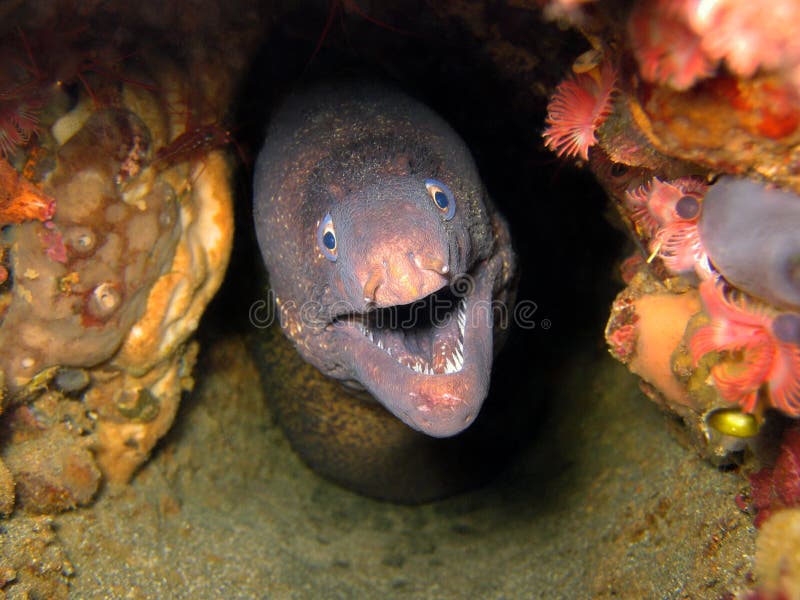 Moray eel in a coral cave stock image. Image of underwater - 17287187