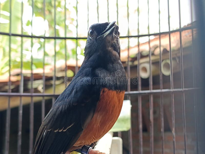 Murai Bird Stock Photos - Free & Royalty-Free Stock Photos from Dreamstime