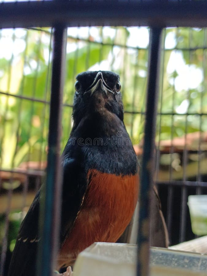 Murai Batu Bird stock photo. Image of animal, burung - 276962634