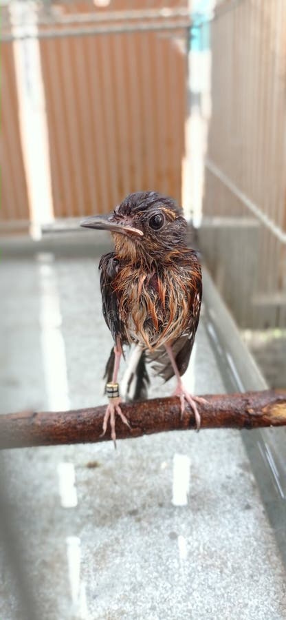 Murai Batu bird stock image. Image of wildlife, sparrow - 262152921