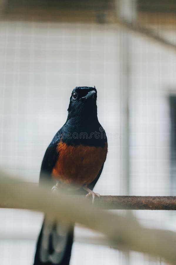 The Murai Batu Bird stock image. Image of rare, batu - 266360261