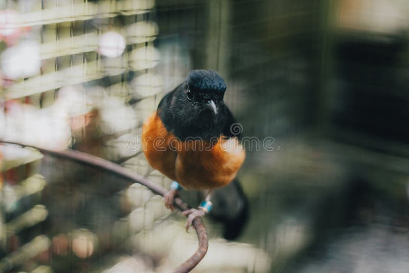 The Murai Batu Bird stock photo. Image of twig, beak - 266360458