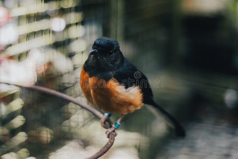 The Murai Batu Bird stock photo. Image of yellow, blackbird - 266360472
