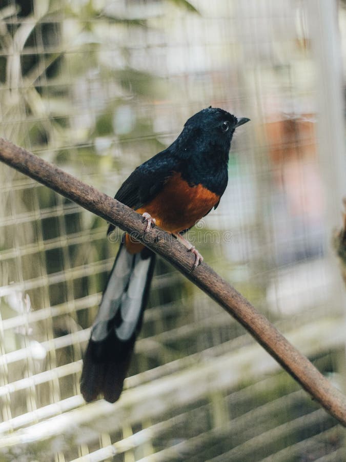 The Murai Batu Bird stock image. Image of hummingbird - 266360497