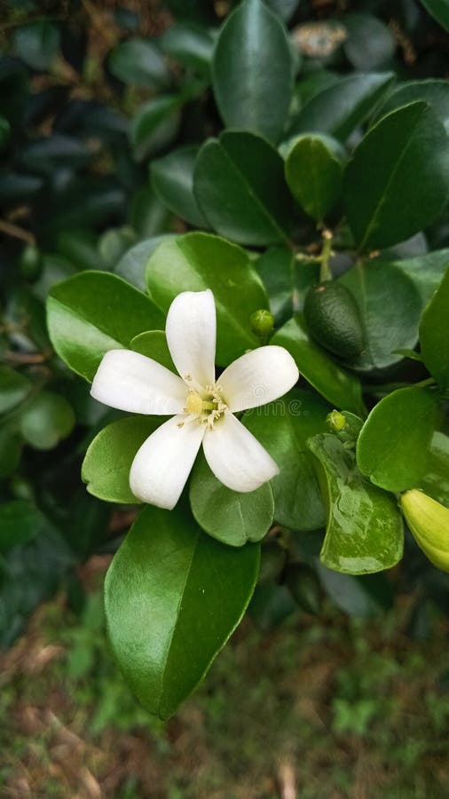 Muraya Paniculata& X27;s or Kemuning Stock Image - Image of branch ...