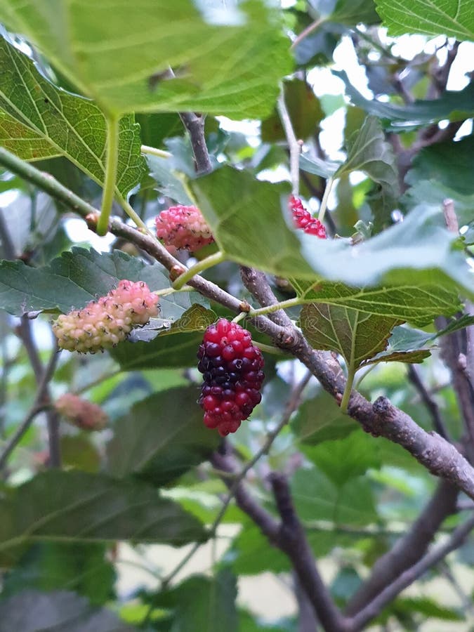 Murbei or Blackberries in the Garden Stock Image - Image of vegetable ...
