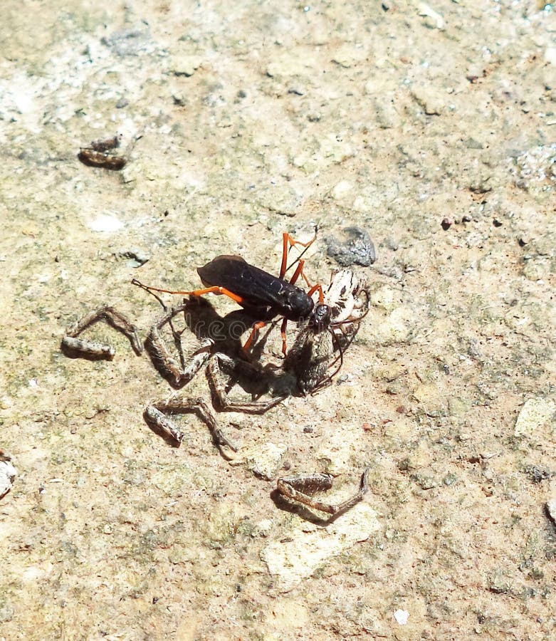 Murder stock image. Image of eight, spider, real, true - 52560243