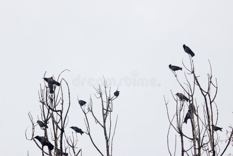 Murder Crows Background Stock Photos - Free & Royalty-Free Stock Photos ...