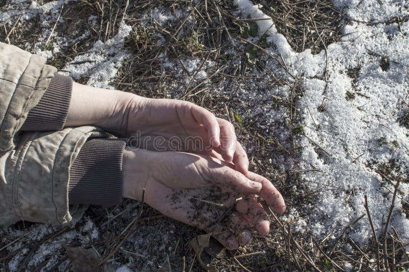 Murder. the Dead Man`s Hands are Lying on the Melting Snow Stock Photo ...