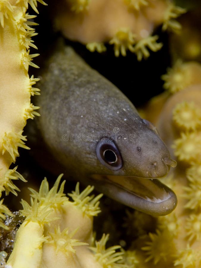 Murena Fish Underwater Close Up Stock Image - Image of nature, hunting ...