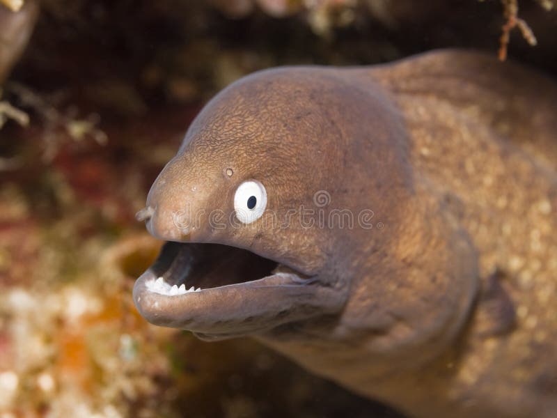 Murena zdjęcie stock. Obraz złożonej z rafa, ekstremum - 5475798