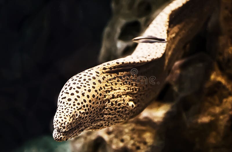 Murena Pesce Di Moray Mare Foto - Foto Stock Gratis e Royalty-Free da ...